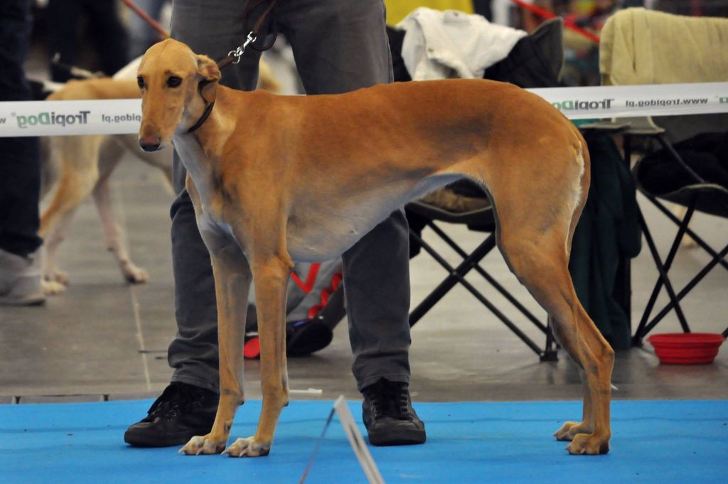 Chart Polski - The Breed Archive