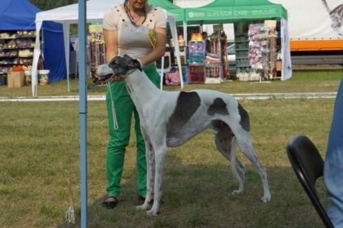 Chart Polski - The Breed Archive