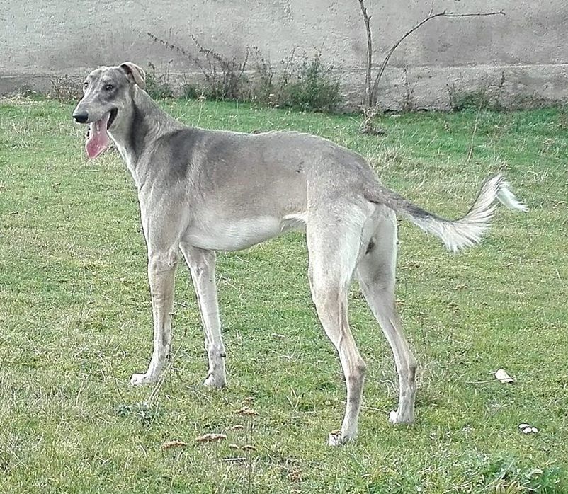 Chart Polski - The Breed Archive