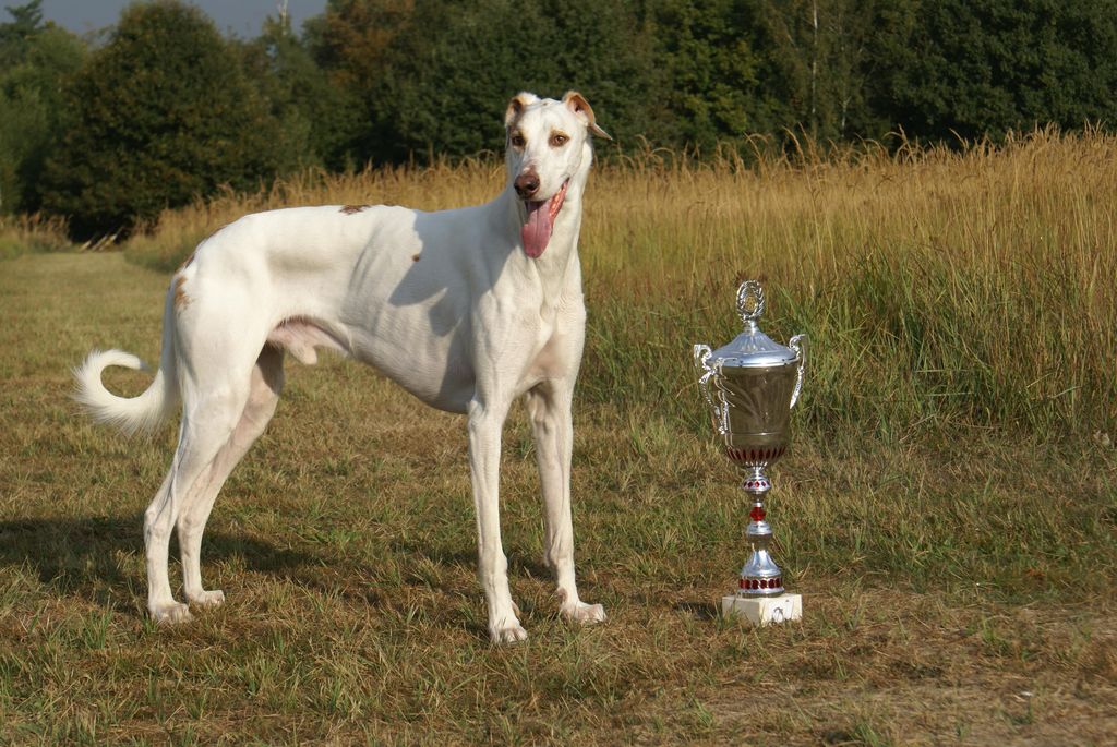 Chart Polski - The Breed Archive