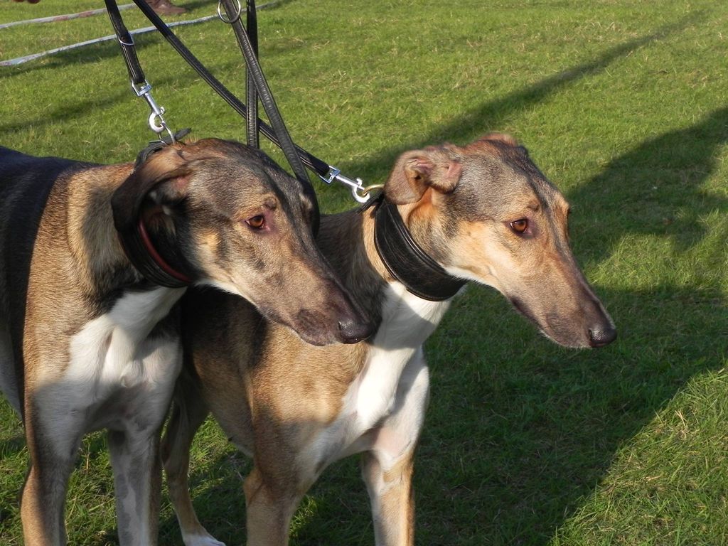 Chart Polski - The Breed Archive