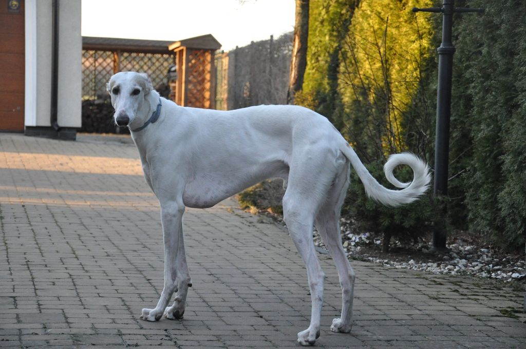 Chart Polski - The Breed Archive