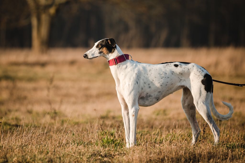 Chart Polski - The Breed Archive