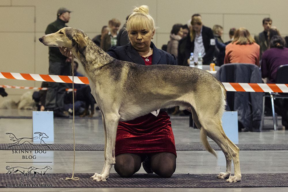 Chart Polski - The Breed Archive