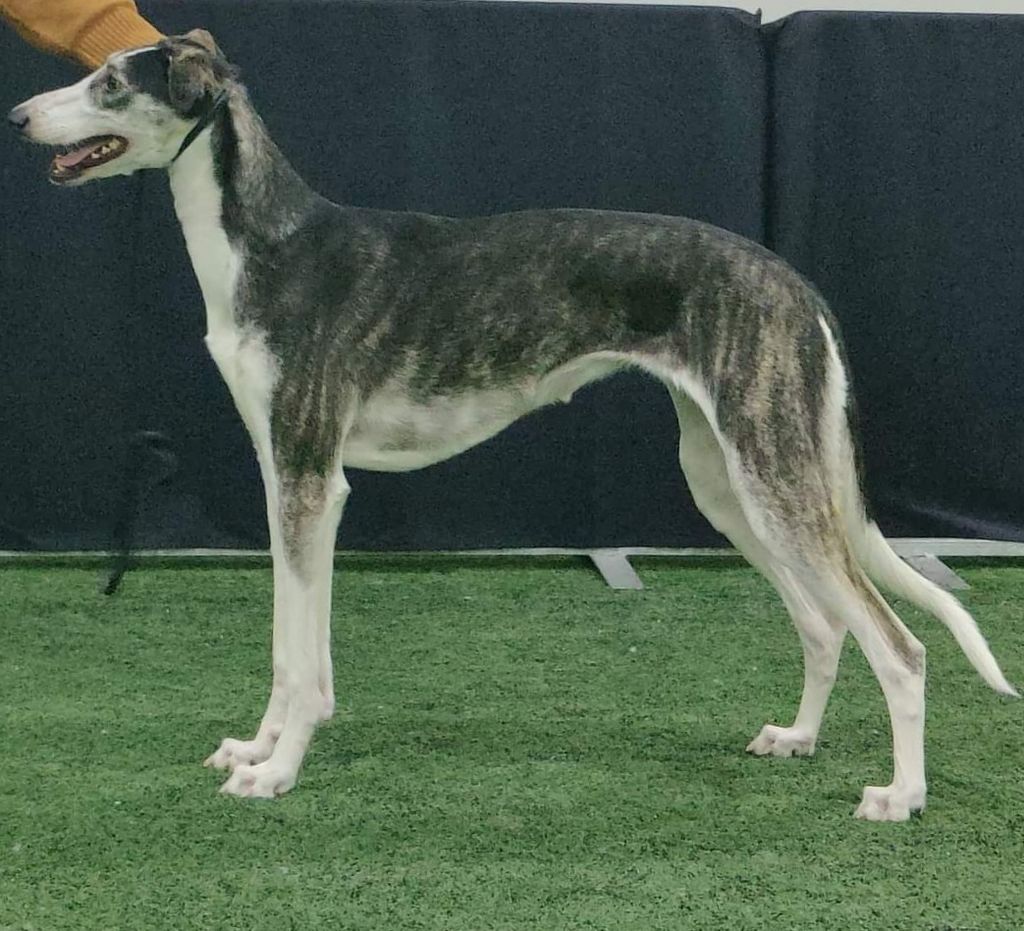 Chart Polski - The Breed Archive