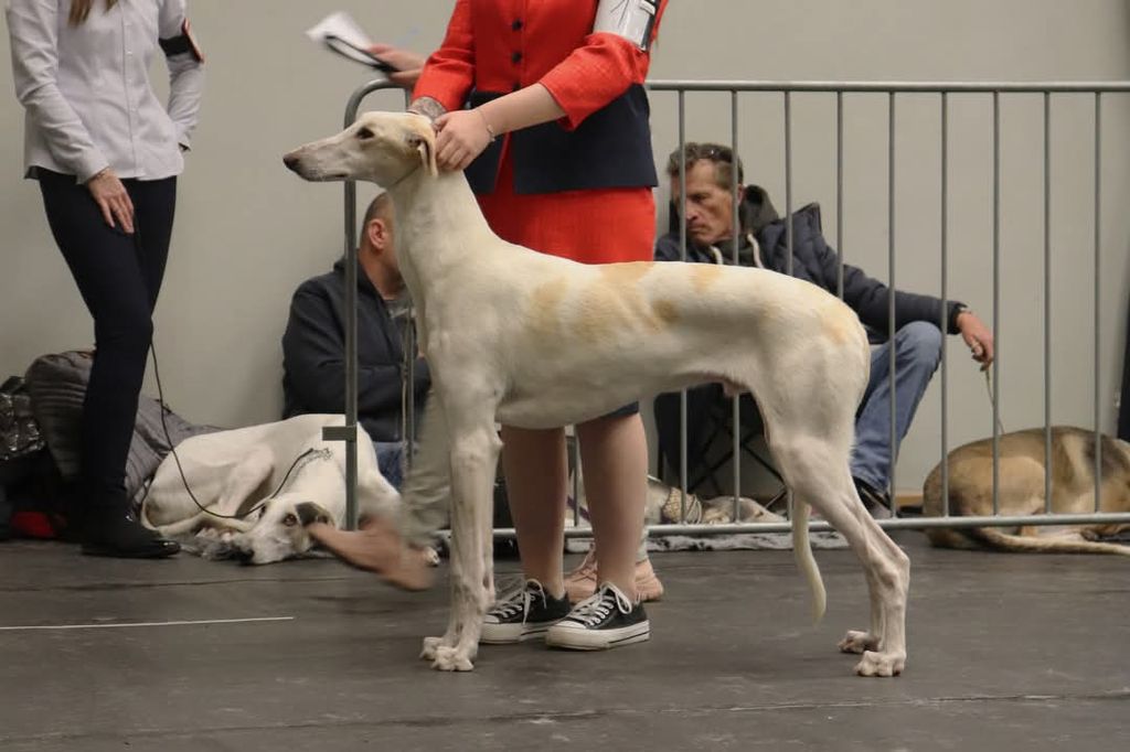 Chart Polski - The Breed Archive