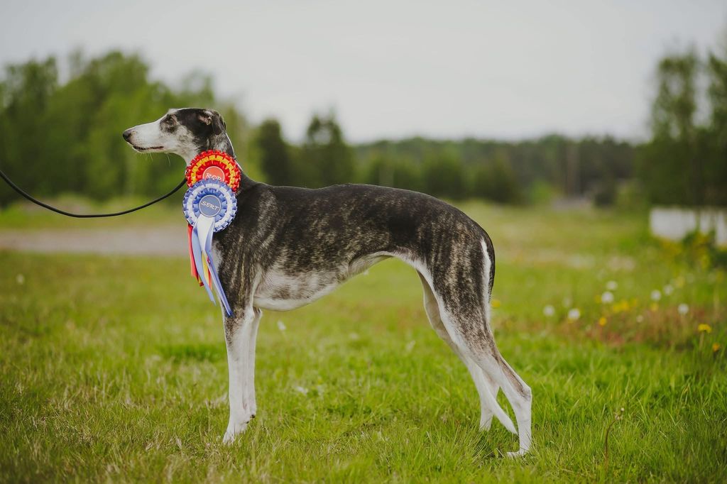 Chart Polski - The Breed Archive