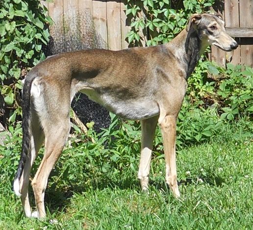 Chart Polski - The Breed Archive