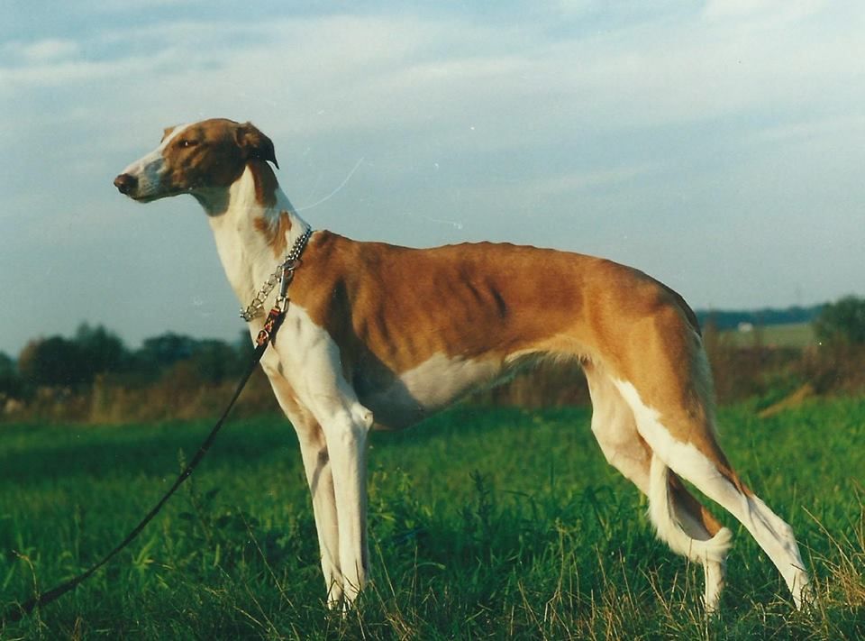 Chart Polski - The Breed Archive