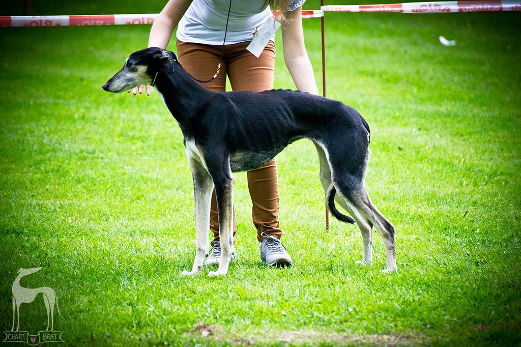 Chart Polski - The Breed Archive