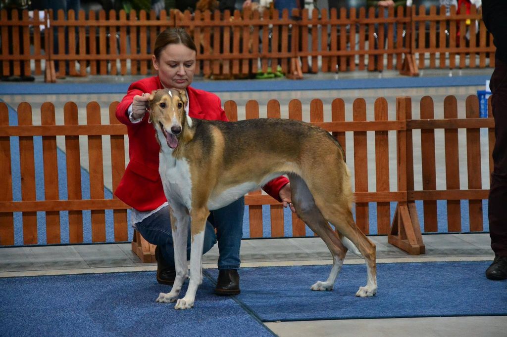 Chart Polski - The Breed Archive