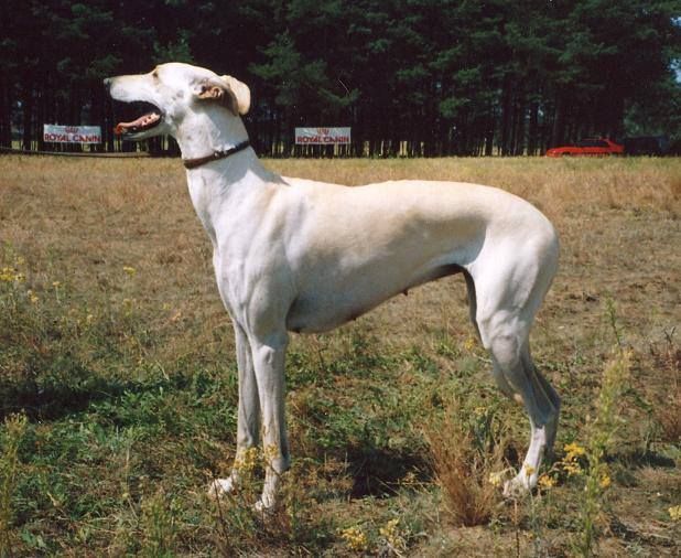 Chart Polski - The Breed Archive