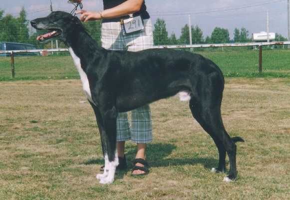 Chart Polski - The Breed Archive