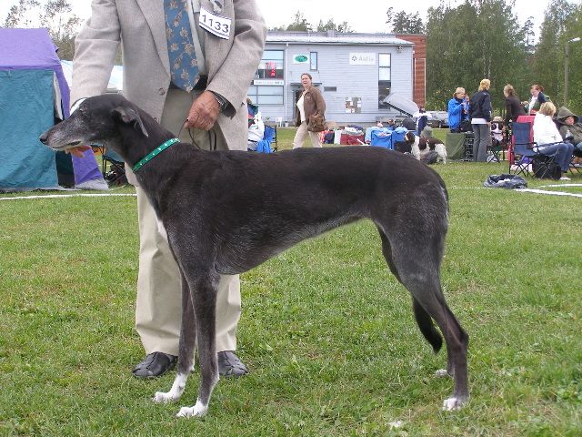 Chart Polski - The Breed Archive