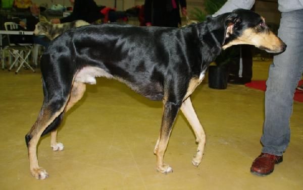 Chart Polski - The Breed Archive