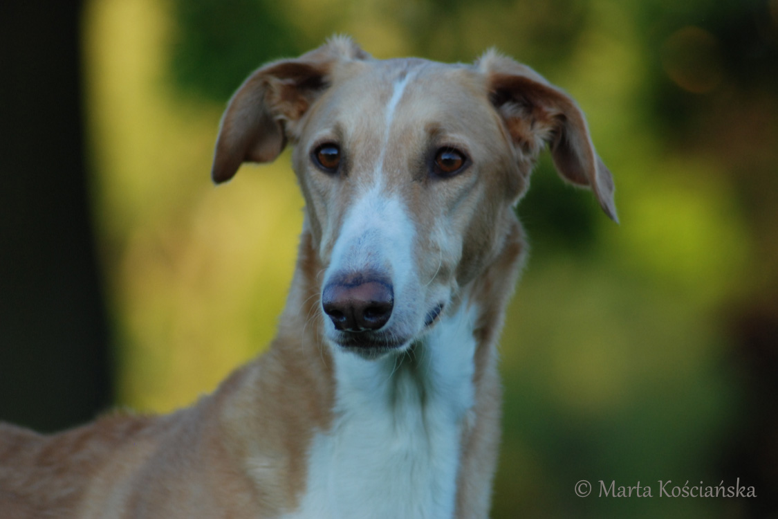 Chart Polski - The Breed Archive